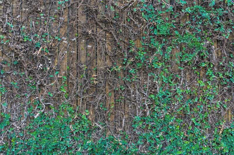 Climbing Fig or Creeping Fig (Ficus Pumila) Stock Photo - Image of ...