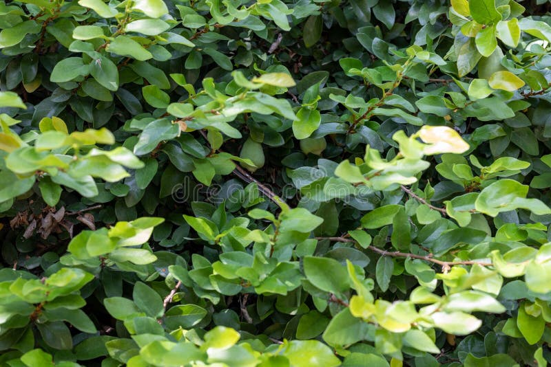 Climbing Fig Growing Healthy with Huge Branches Hanging from the Wall ...