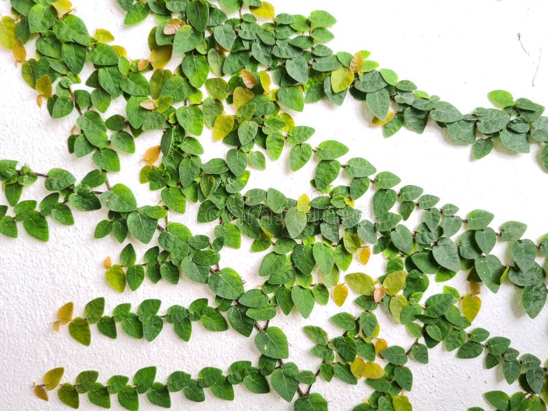 Climbing Fig Tree and White Wall Stock Image - Image of shrub ...