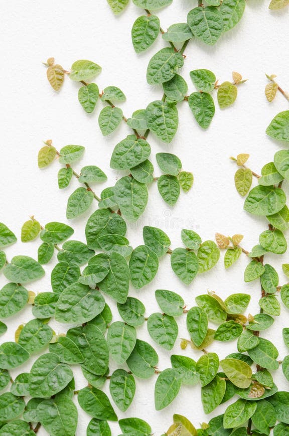 Climbing fig tree stock photo. Image of garden, climbing - 39630954