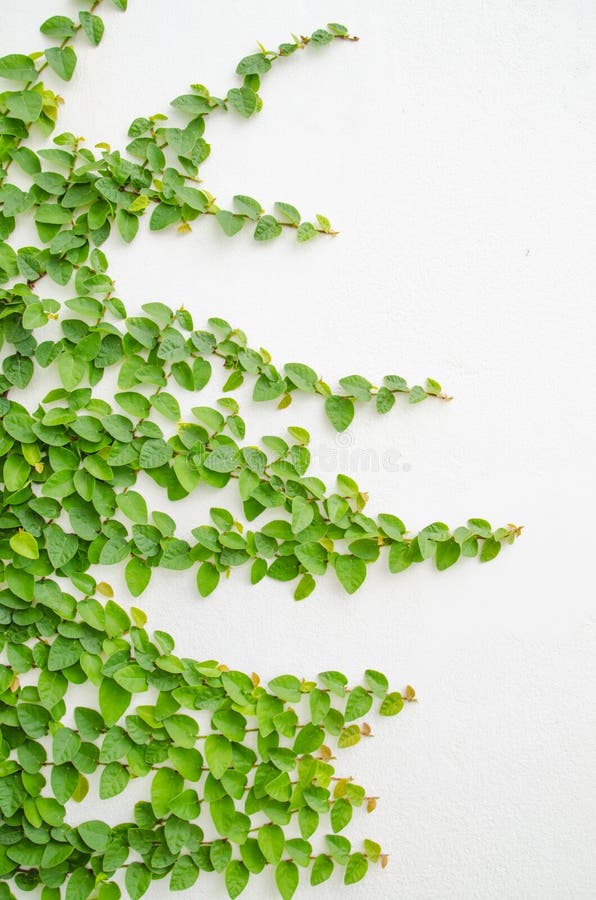 Climbing Fig Tree and White Wall Stock Photo - Image of park ...