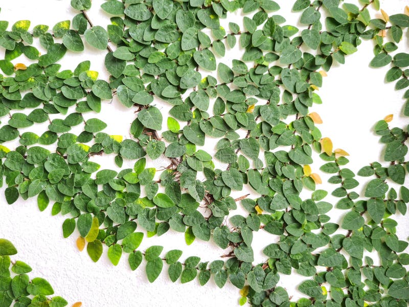 Climbing Fig Tree and White Wall Stock Photo - Image of shrub, produce ...