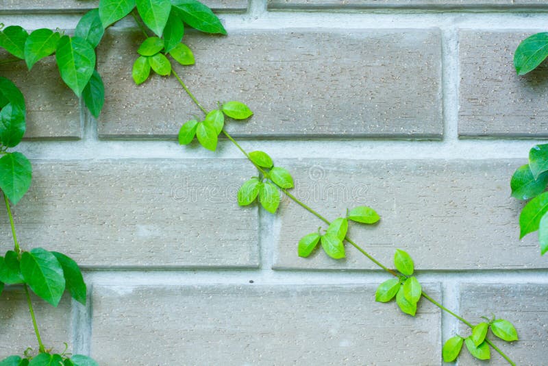 Climbing Fig Tree and White Wall Stock Image - Image of green, domestic ...