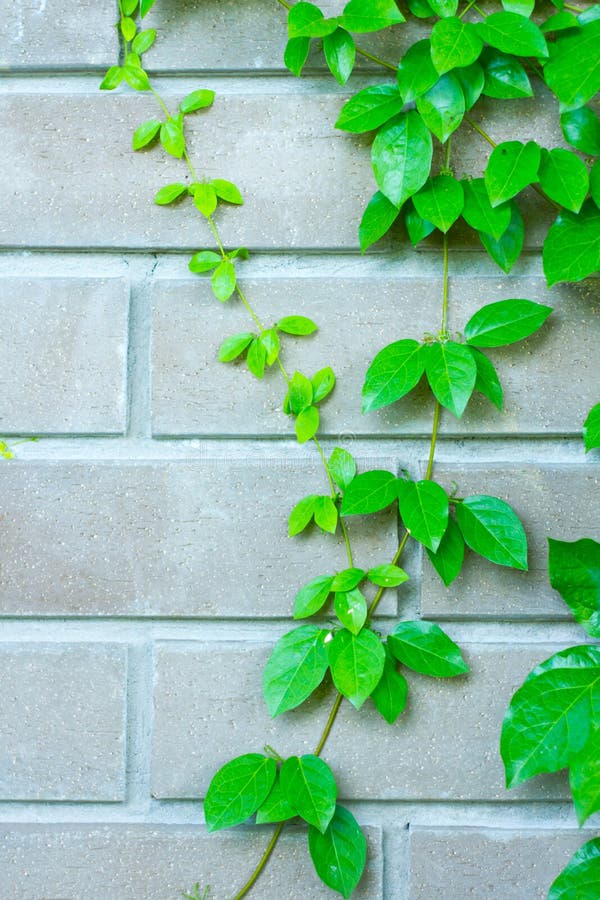 Climbing Fig Tree and White Wall Stock Photo - Image of decoration ...