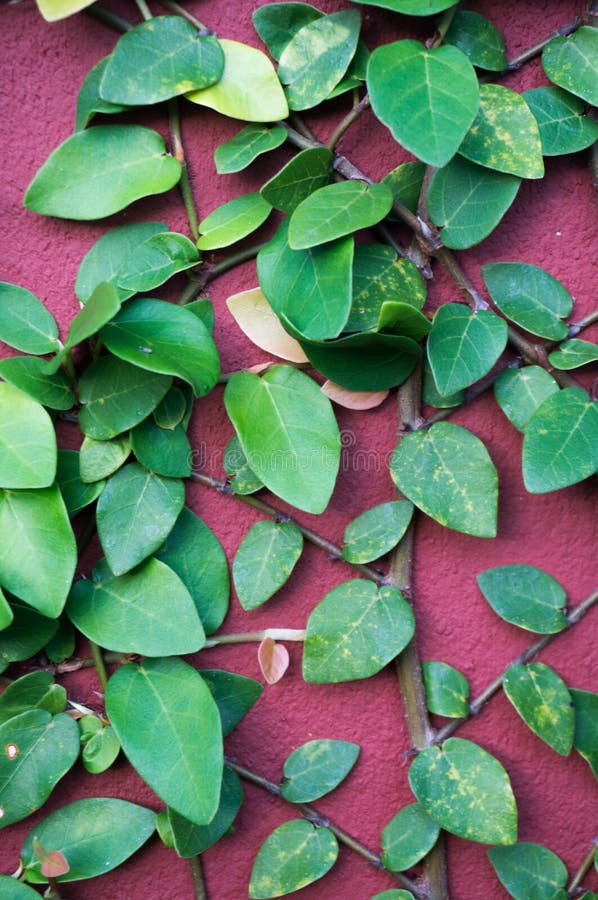 Climbing fig stock photo. Image of climbing, tree, plants - 31062984