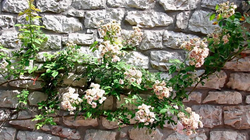 Flower Plant Blowing in the Wind. Animated Flowering Plant Swaying in ...