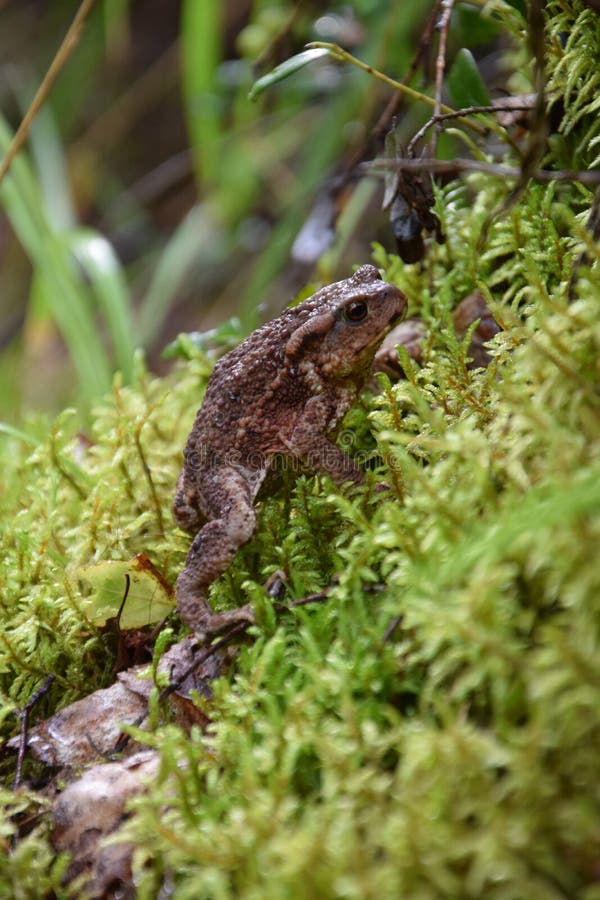 Frog climbing stock image. Image of close, amphibian, gripping - 2493801
