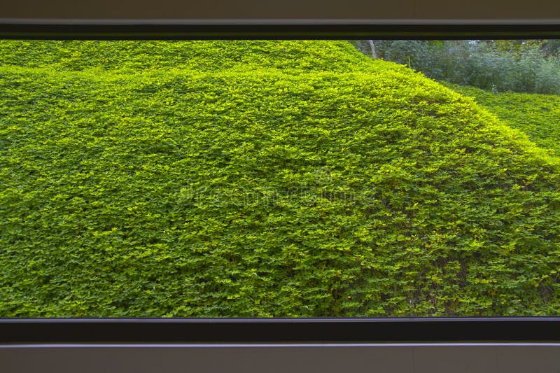 Climbing Green Plant Outside the Huge Window Stock Image - Image of ...