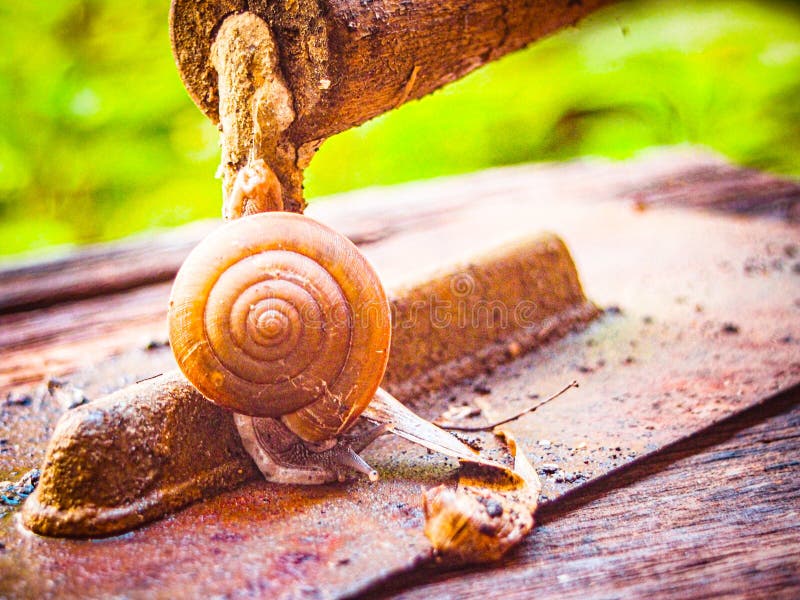 Climbing High: Snail Navigates Tree Trunk Stock Image - Image of ...