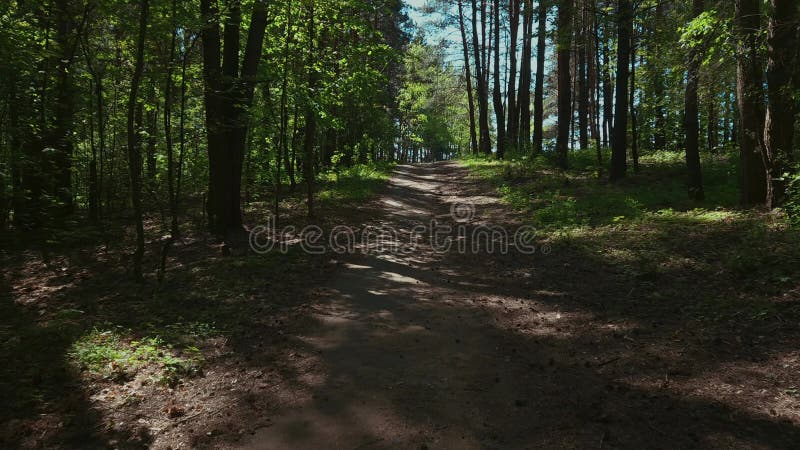 Climbing a Hill Along a Forest Path Stock Footage - Video of green ...