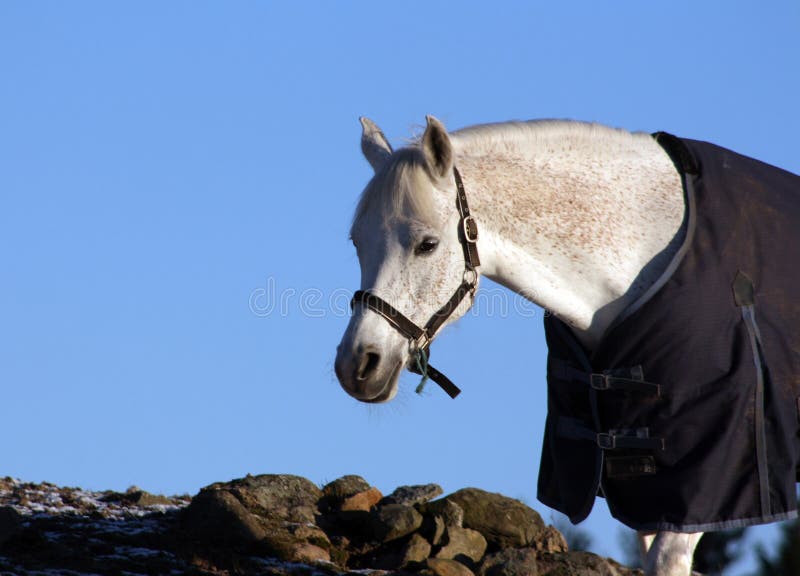Climbing Horse stock image. Image of eyes, stones, white - 8323835