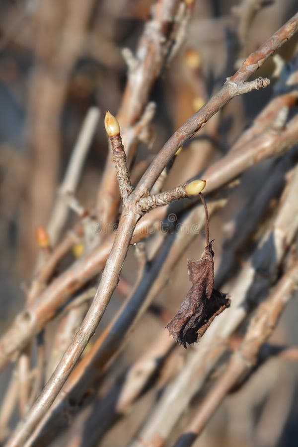 Climbing hydrangea stock image. Image of panicled, botany - 177484399