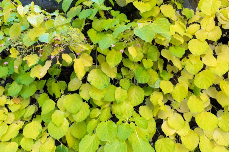 Climbing Hydrangea in Autumn Colors Against Old Stone Wall Stock Photo ...