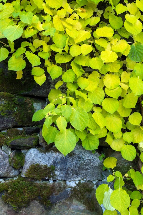 Climbing Hydrangea in Autumn Colors Against Old Stone Wall Stock Image ...