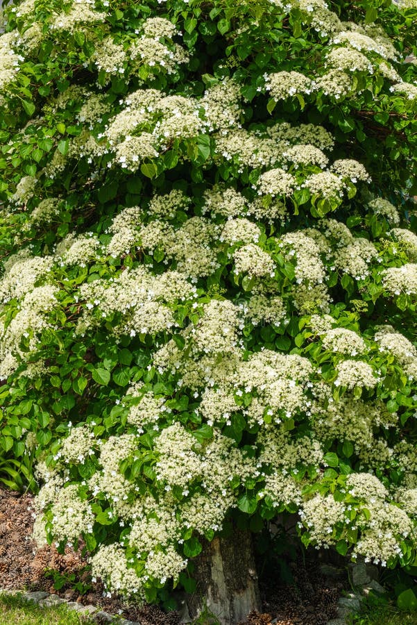 Climbing Hydrangeas on Tree in Garden Stock Image - Image of plant ...