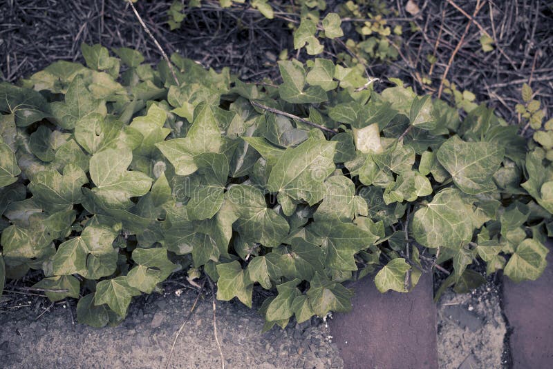 Climbing ivy on the ground stock image. Image of natural - 149899235