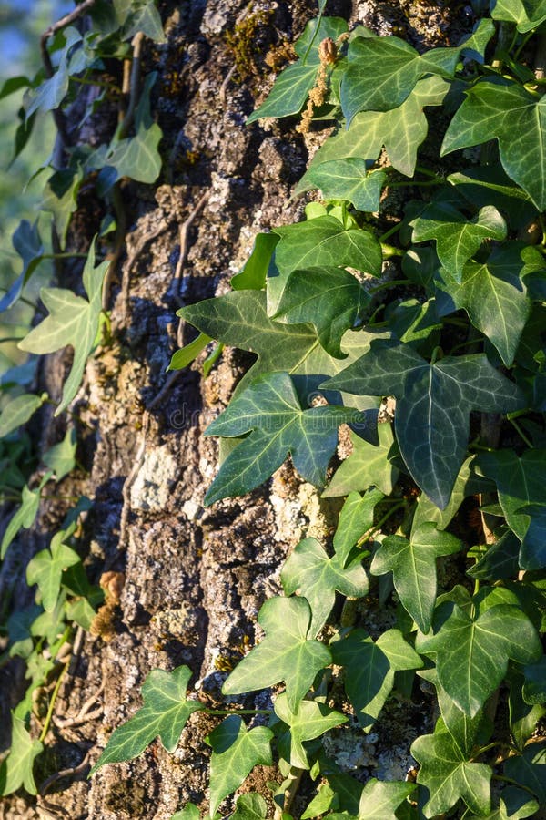 Climbing Ivy on Trunk Bark in Green Forest with Natural Light Stock ...