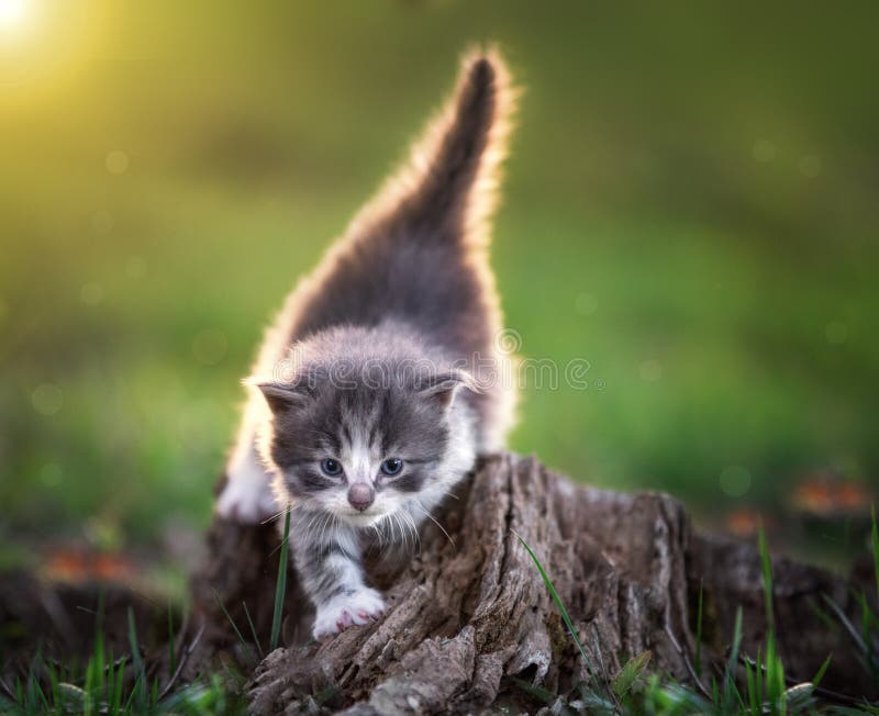 Kitten Climbing On Stacked Wood Stock Image - Image of looking, cute ...