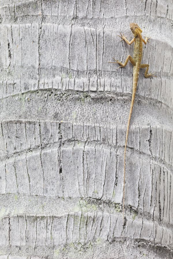 Climbing lizard stock photo. Image of reptilian, closeup - 58056490