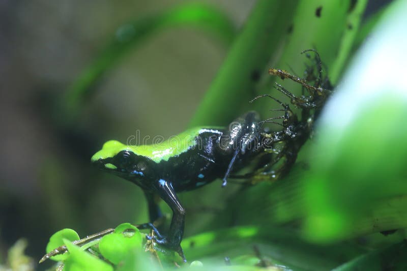 Climbing mantella stock photo. Image of amphibian, animal - 398095518