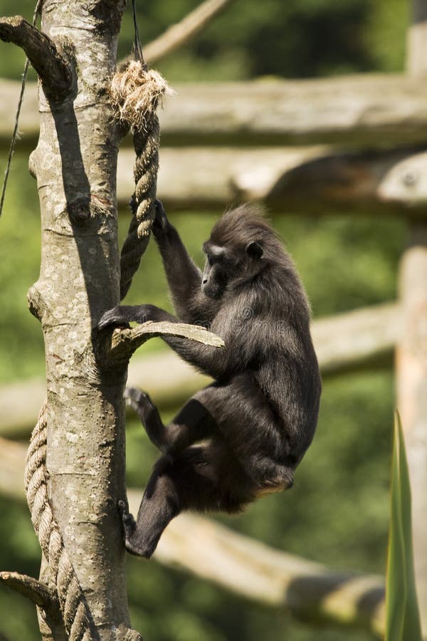 Climbing monkey stock image. Image of chimp, holiday, rope - 8218055