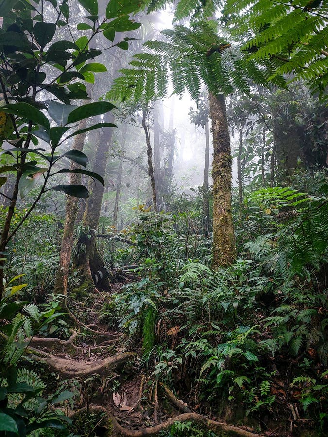 Climbing Mount Salak 2211 Meters in Sea Level Stock Photo - Image of ...