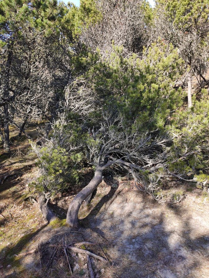 Climbing Mountain Pine Trees Growing in the Sand Stock Photo - Image of ...