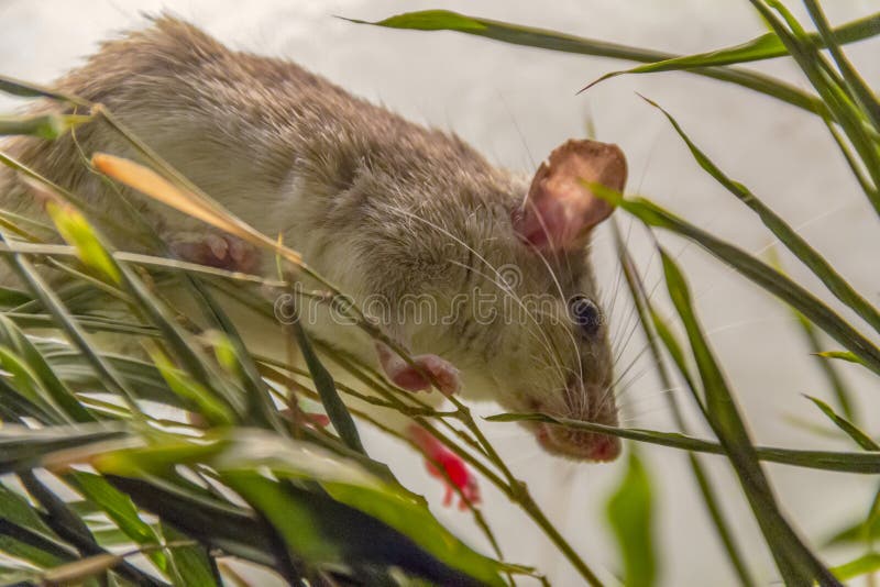 Mouse climbing on the rope stock image. Image of head - 37976831