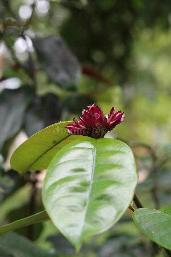 Climbing Oleander,Cream Fruit Stock Image - Image of pink, perfumed ...