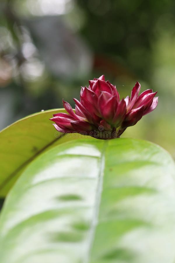 Climbing Oleander,Cream Fruit Stock Photo - Image of green, plant ...