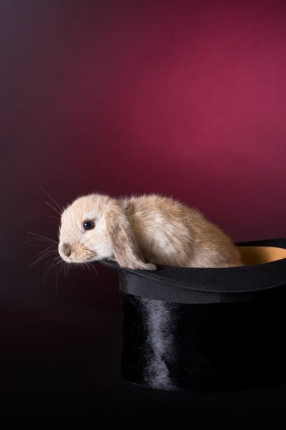 Climbing out stock photo. Image of little, domestic, magician - 18121082