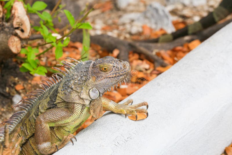 Climbing over the Curb stock photo. Image of island, green - 89497352