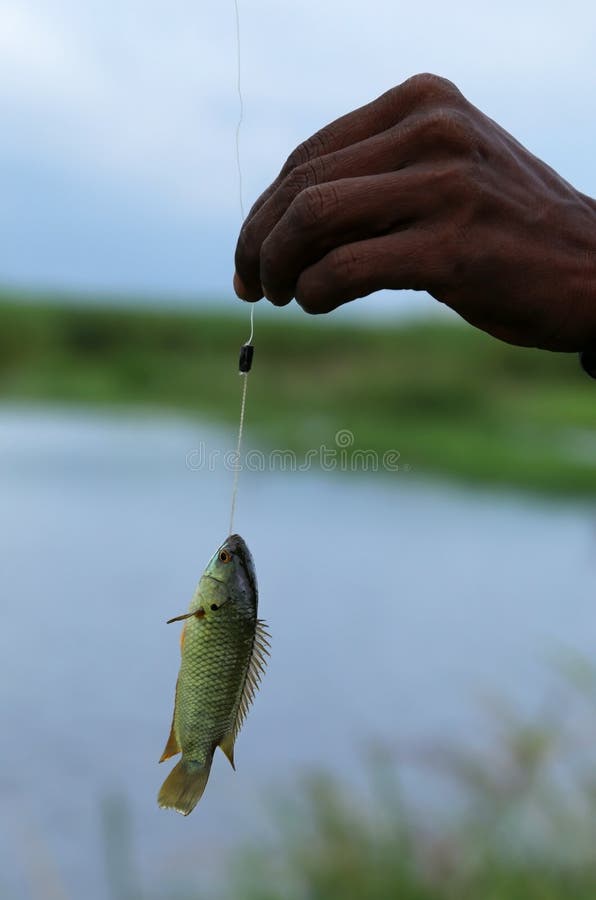 Climbing perch stock image. Image of testudineus, southeast - 44171753