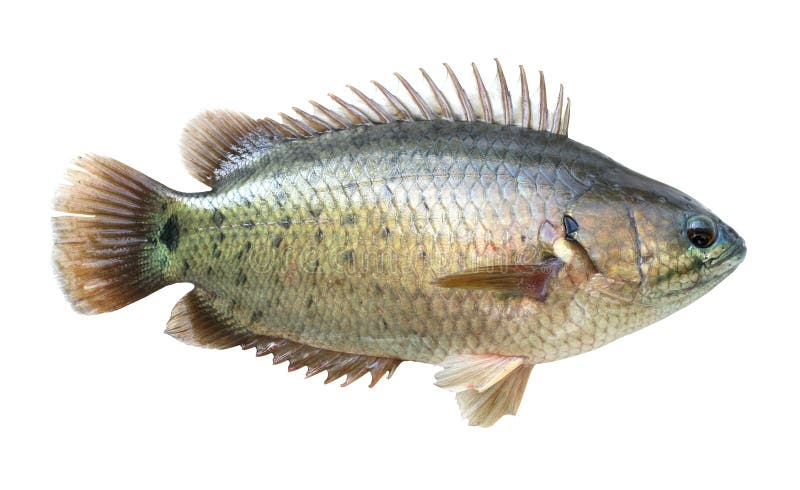 Spotted Climbing Perch