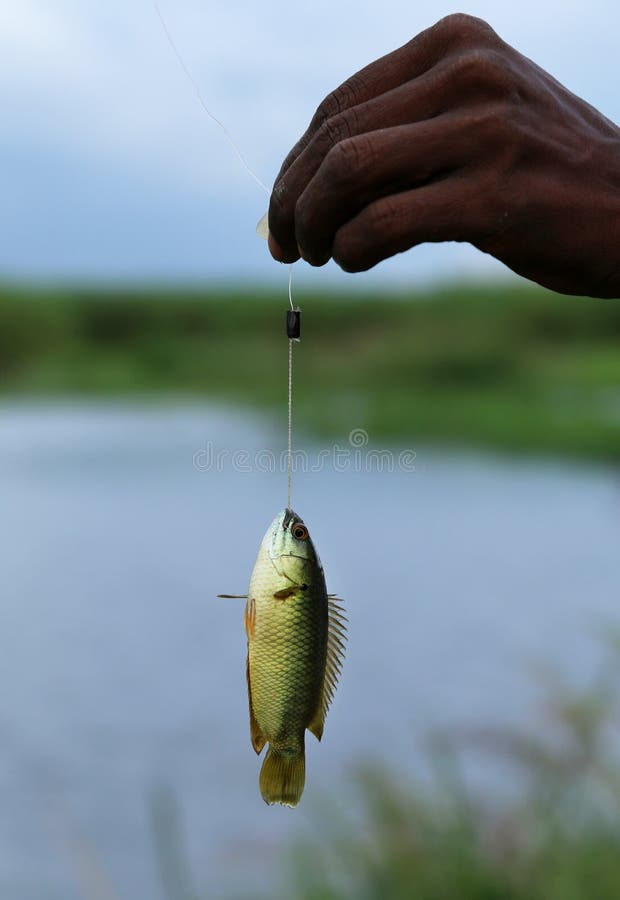 Climbing Perch of Southeast Asia Stock Image - Image of anabas, indian ...