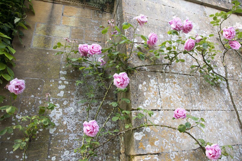 Chateau Stone Wall Rose Climber Stock Photo - Image of garden, plants ...