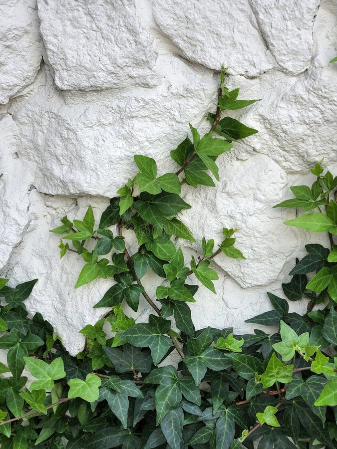 Climbing Plant. Climbing Green Plant on a White Stone Wall Stock Photo ...