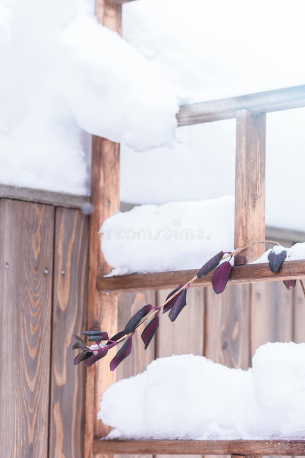 Climbing Plant, Honeysuckle, Under Thick Layer of Snow on the Support ...