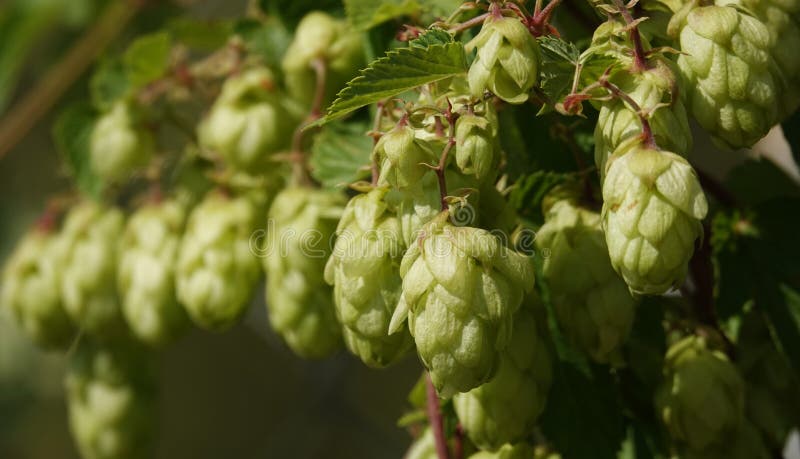 Climbing plant hops stock image. Image of hops, beautiful - 252512719