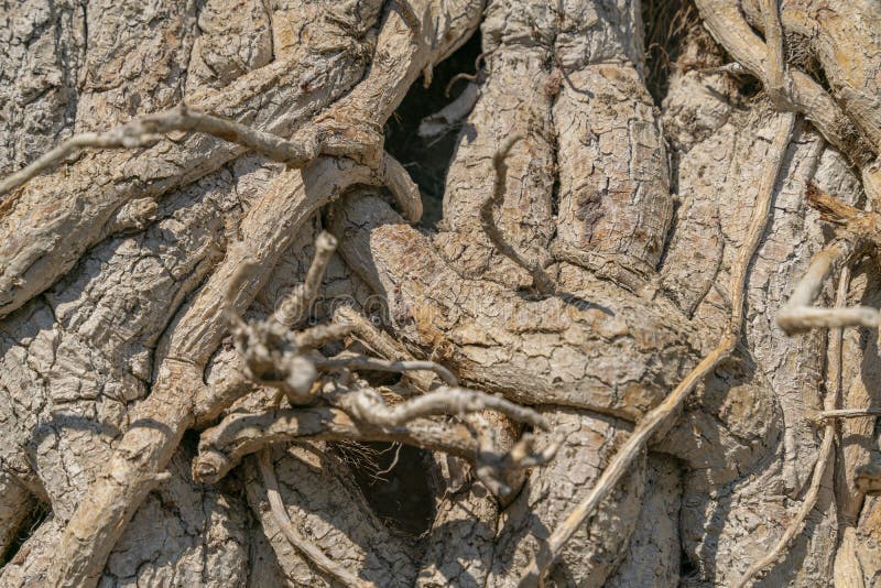 Root Entanglement Stock Photos - Free & Royalty-Free Stock Photos from ...