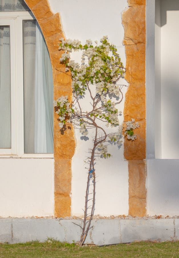 Climbing Plant on the Wall of the House. Stock Image - Image of climber ...