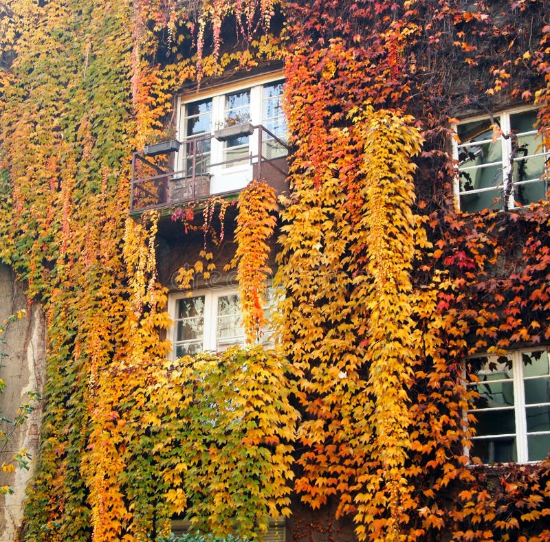 Climbing plants stock photo. Image of green, natural - 47420812