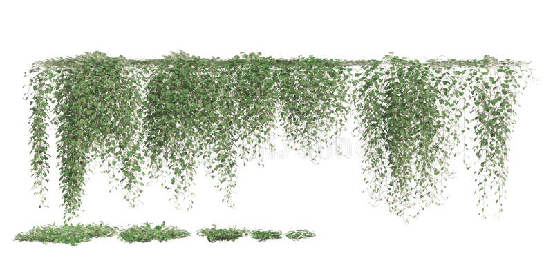 Climbing Plants Creepers Isolated on White Background 3d Illustration ...