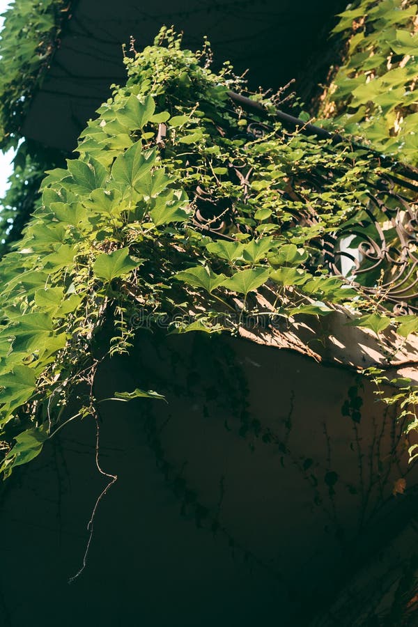 Climbing Plants on the Facade of the House Stock Photo - Image of ...