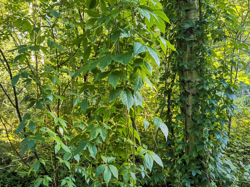 Climbing Plants Hang Down from Birch Trees in the Forest Stock Image ...