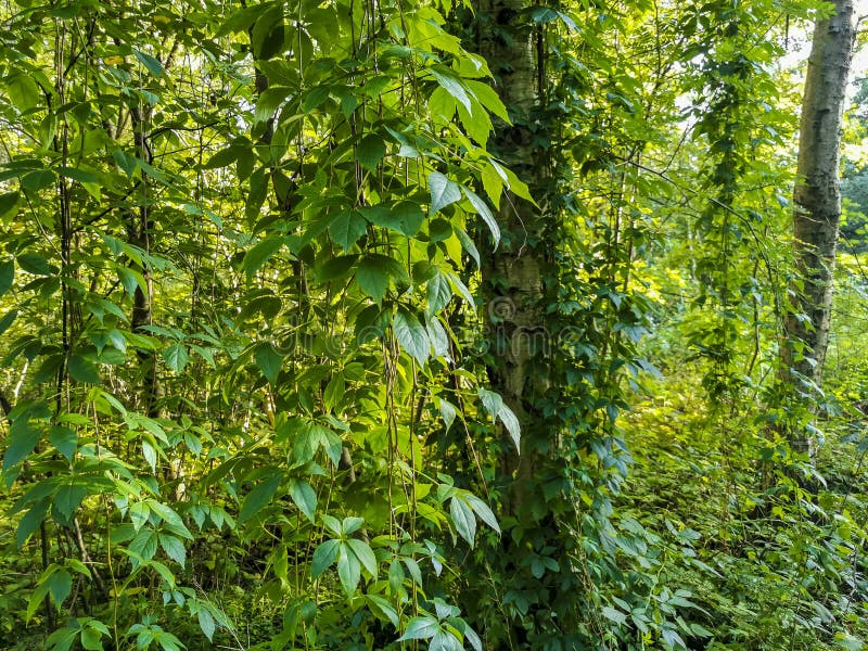 Climbing Plants Hang Down from Birch Trees in the Forest Stock Image ...