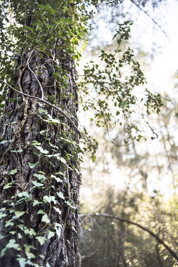 Climbing Plants on the Trunk of a Pine in the Middle of the Forest ...
