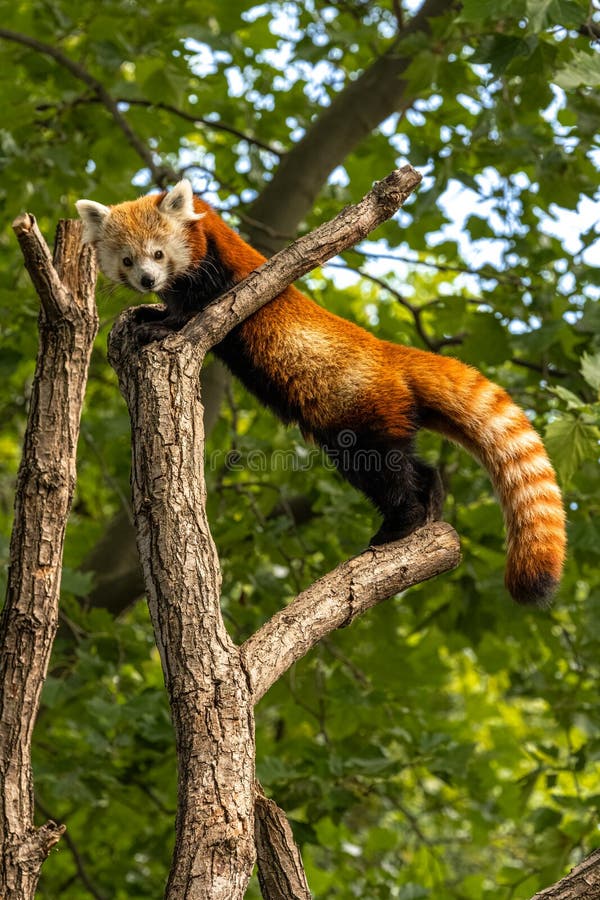 Climbing Red Panda stock photo. Image of whisker, head - 255616270