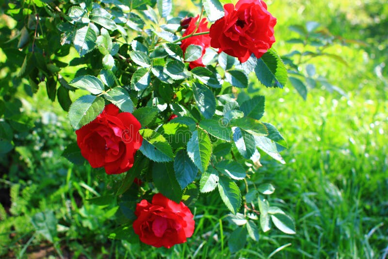Climbing red rose. stock image. Image of bloom, climbing - 118493033