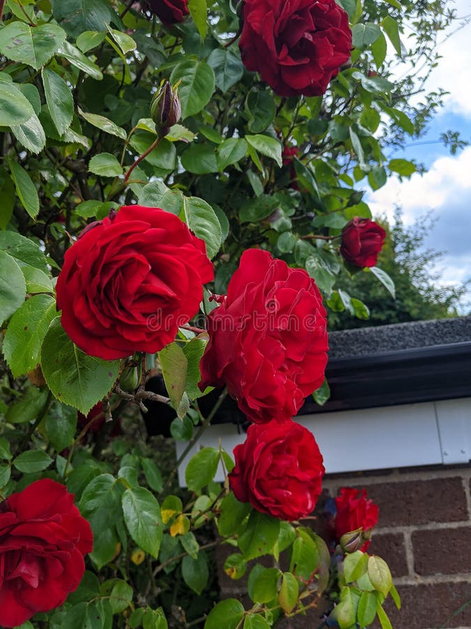 Climbing red roses stock image. Image of beauty, flora - 183947135